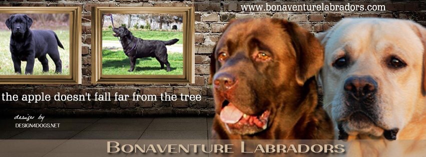 BonaVenture Labradors LLC – Quality English Labrador Retrievers