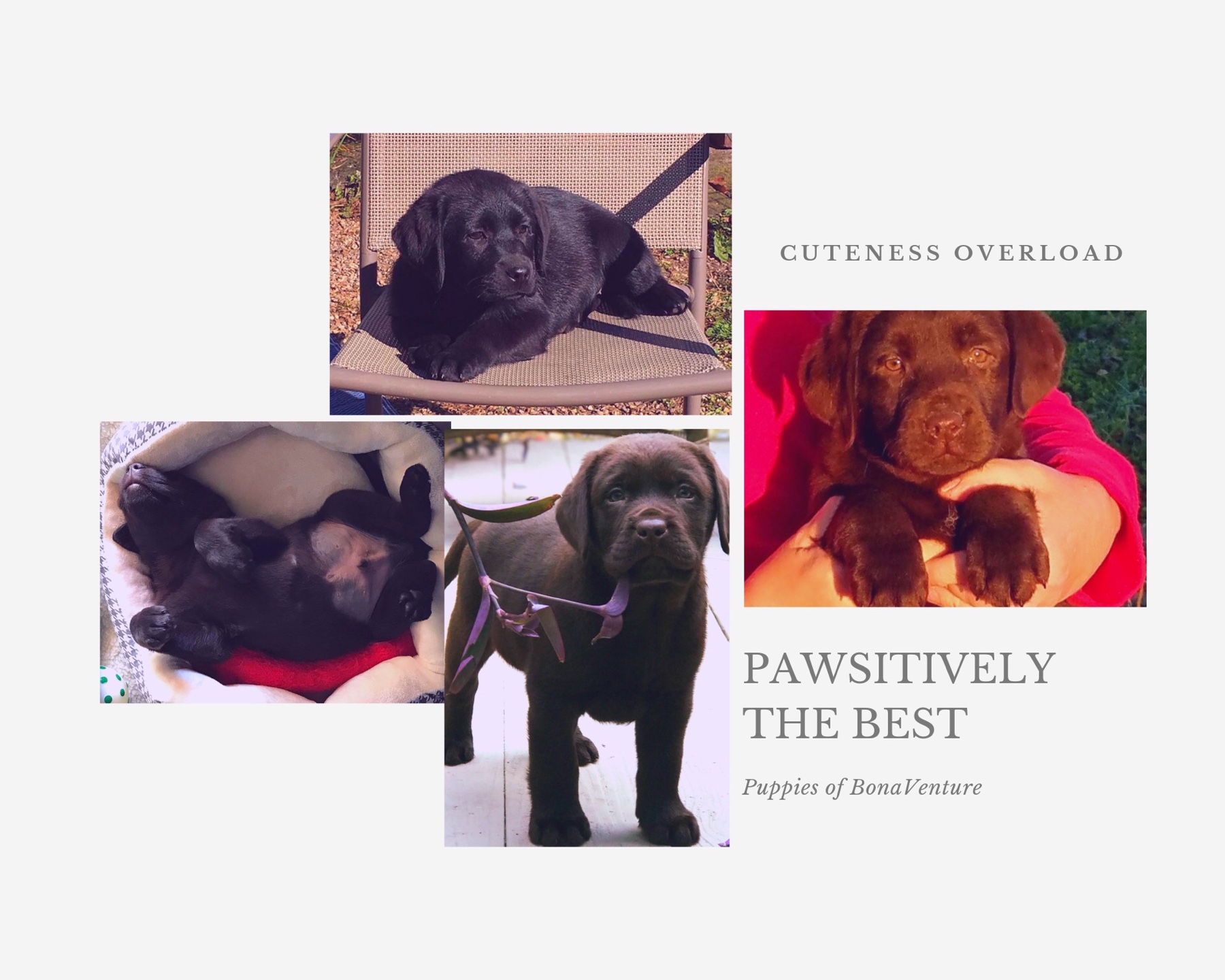 Puppies – BonaVenture Labradors LLC