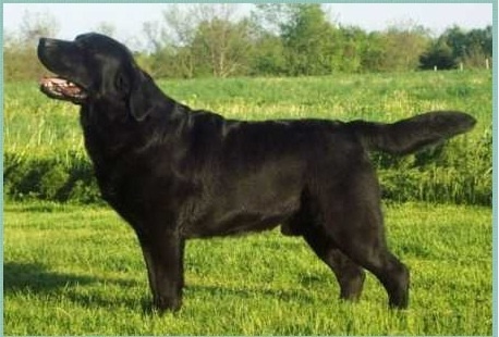 BonaVenture Labradors LLC – Quality English Labrador Retrievers