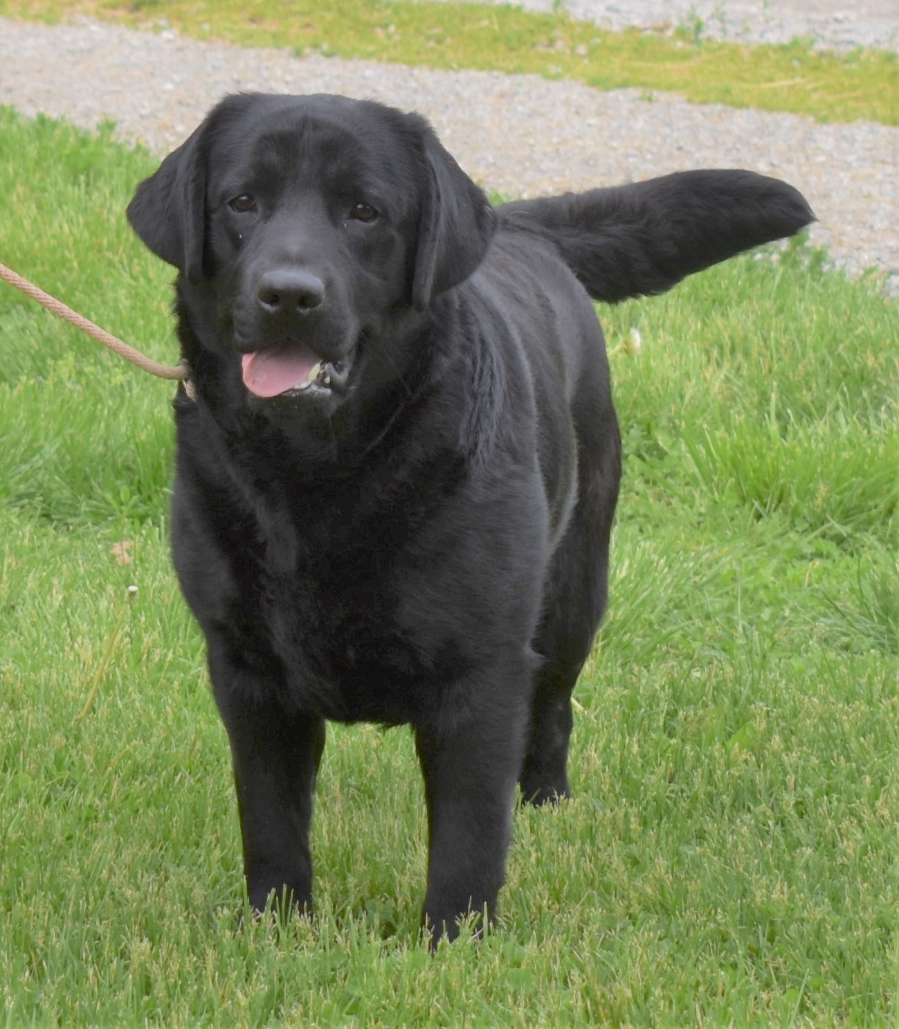BonaVenture Labradors LLC – Quality English Labrador Retrievers
